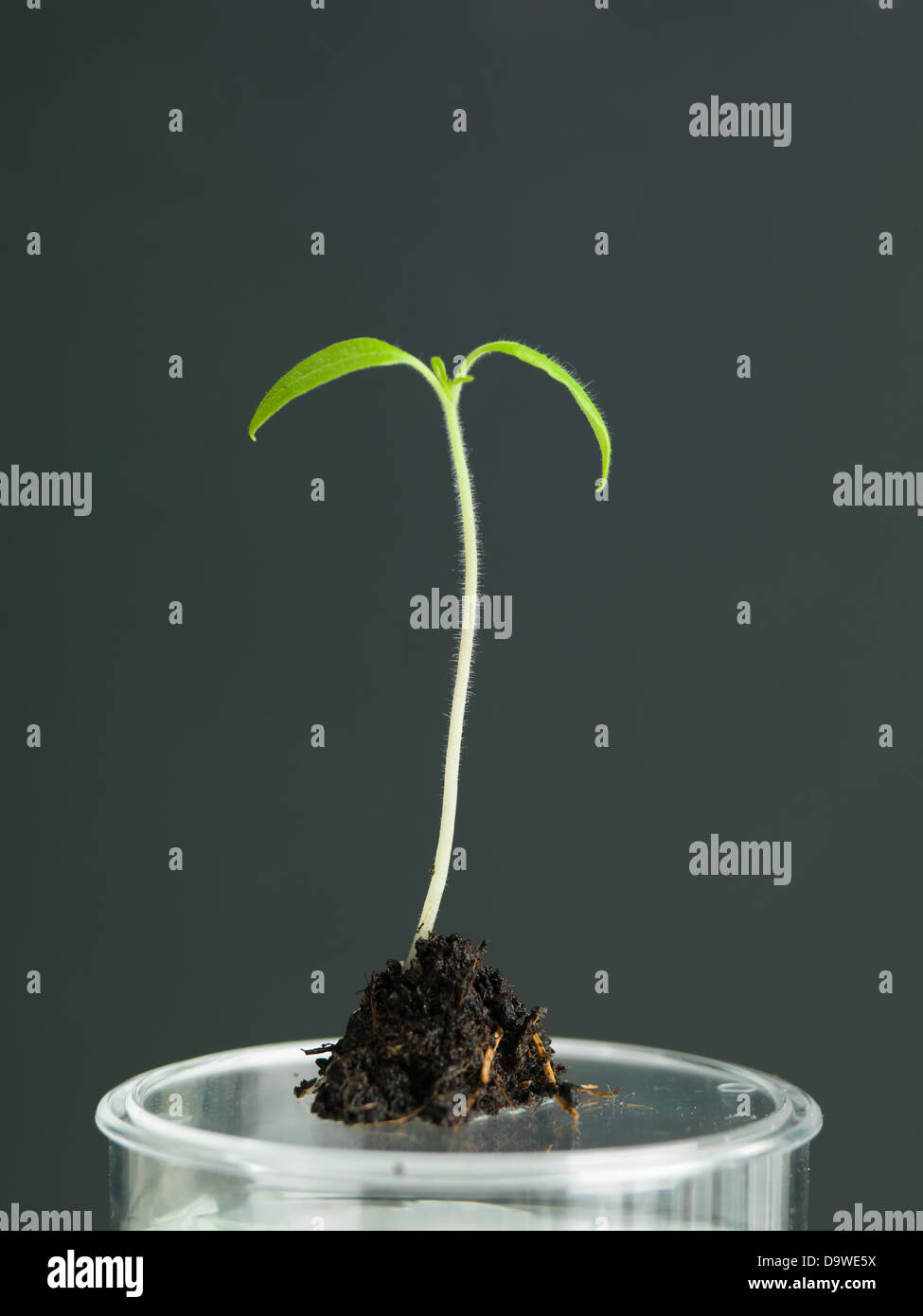young plant with two leaves sprouting from a small clump of soil laying ...