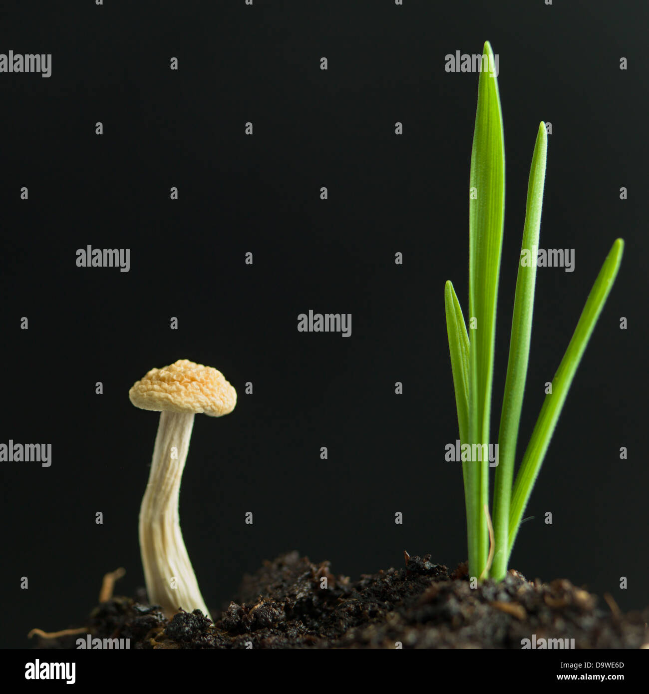 youg plant with long and thin leaves and an enoki mushroom sprouting ...