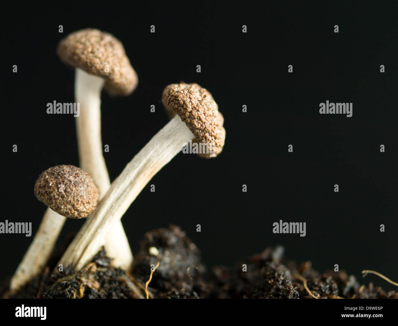side view of three young enoki mushrooms with brown caps sprouting from ...