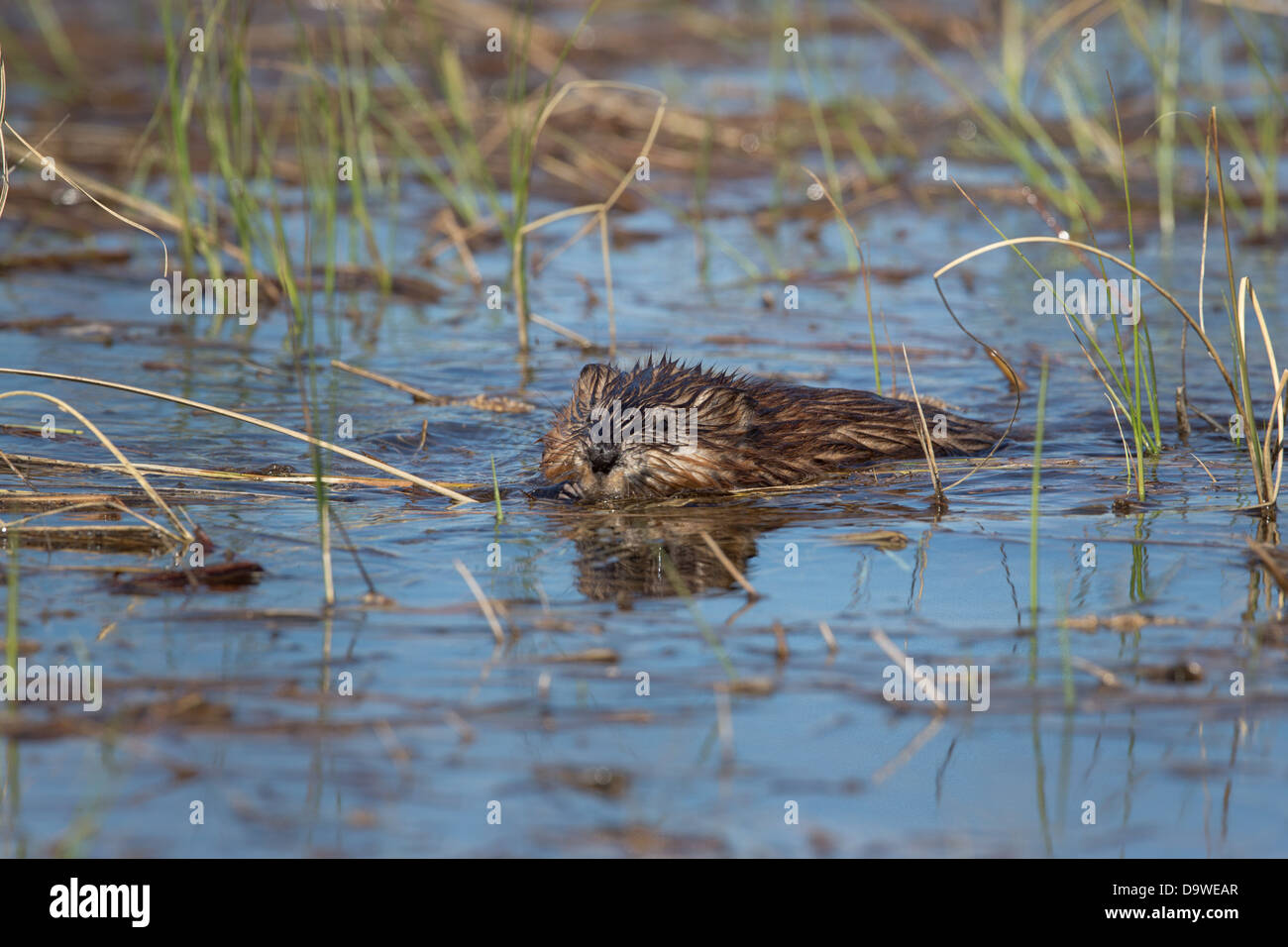Common muskrat ondatra zibethicus hi-res stock photography and images ...