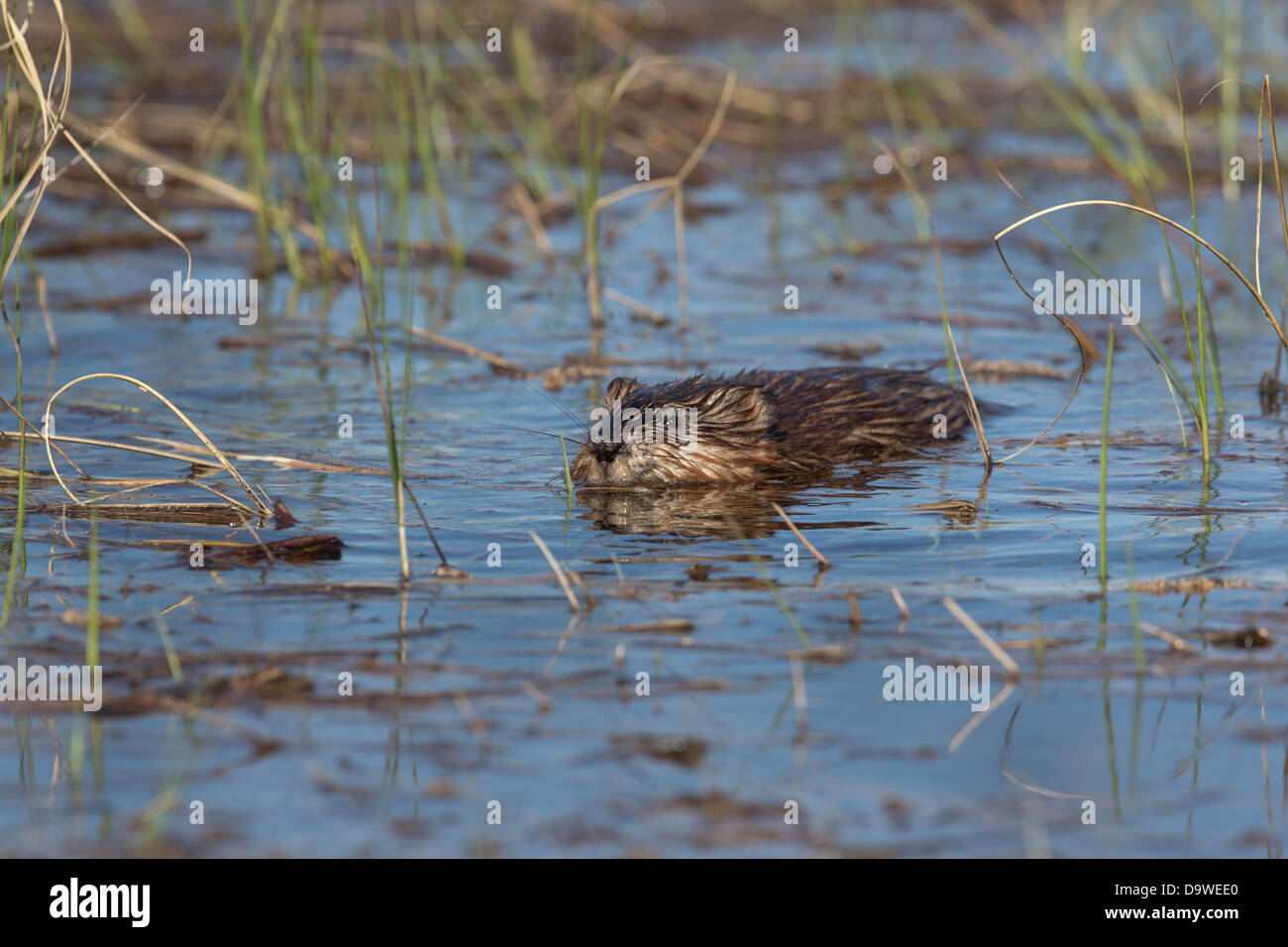Cute muskrat hi-res stock photography and images - Alamy