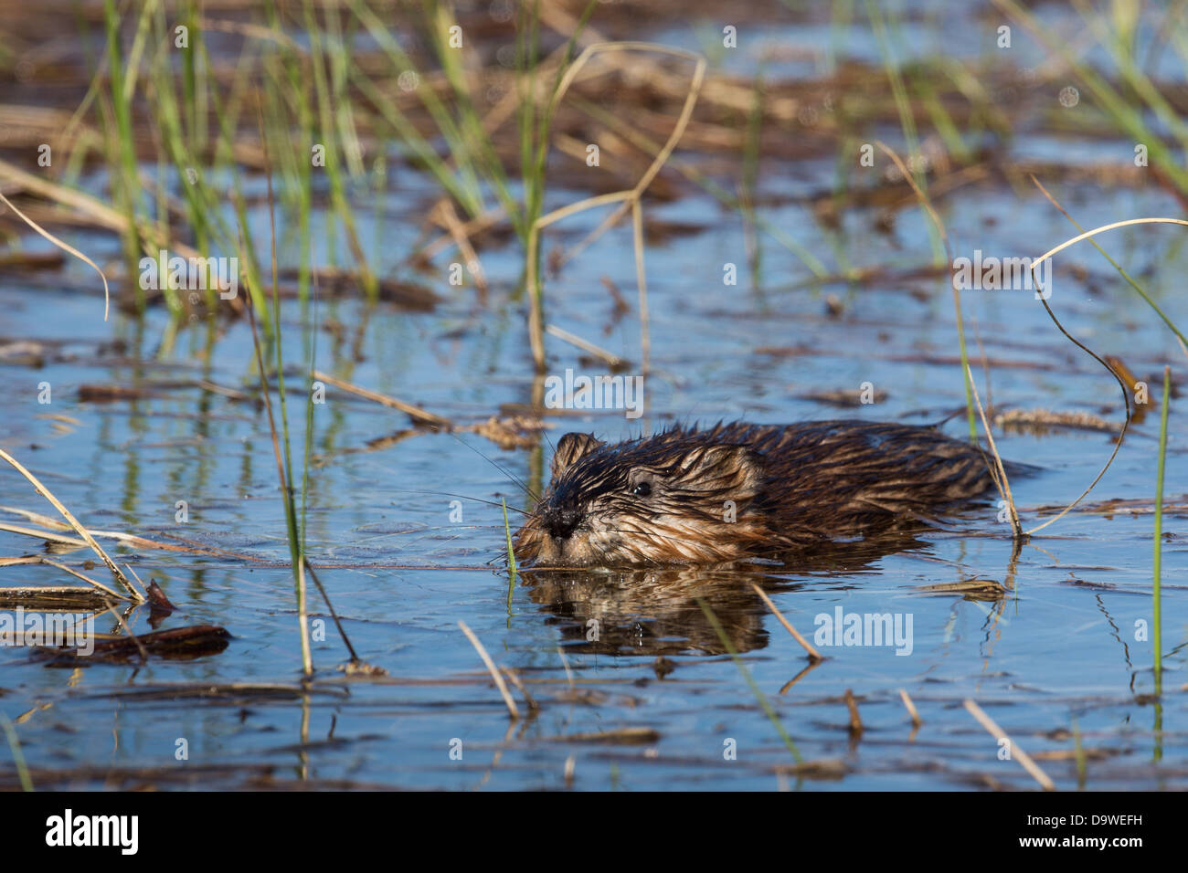 Cute muskrat hi-res stock photography and images - Alamy