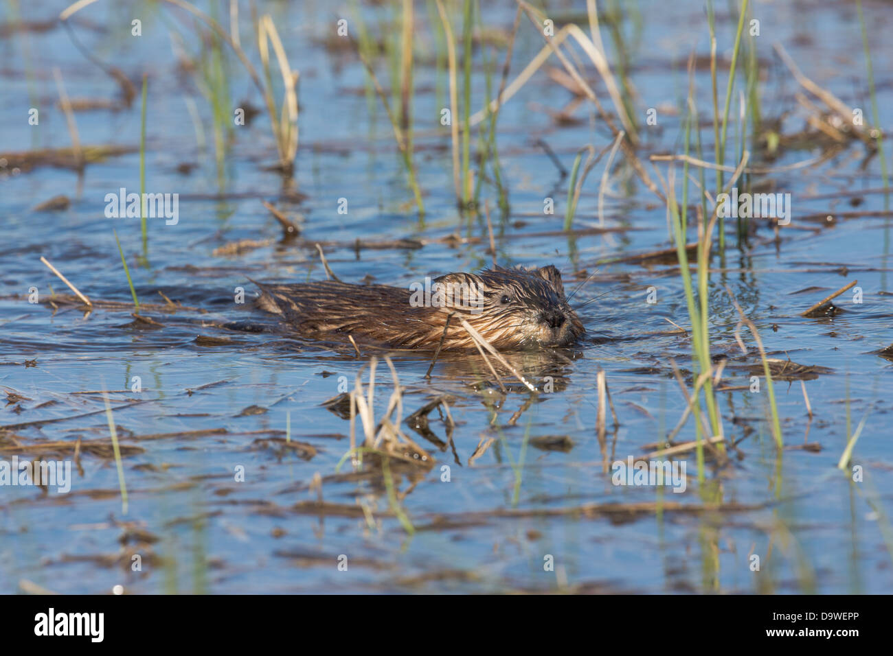Common muskrat ondatra zibethicus hi-res stock photography and images ...