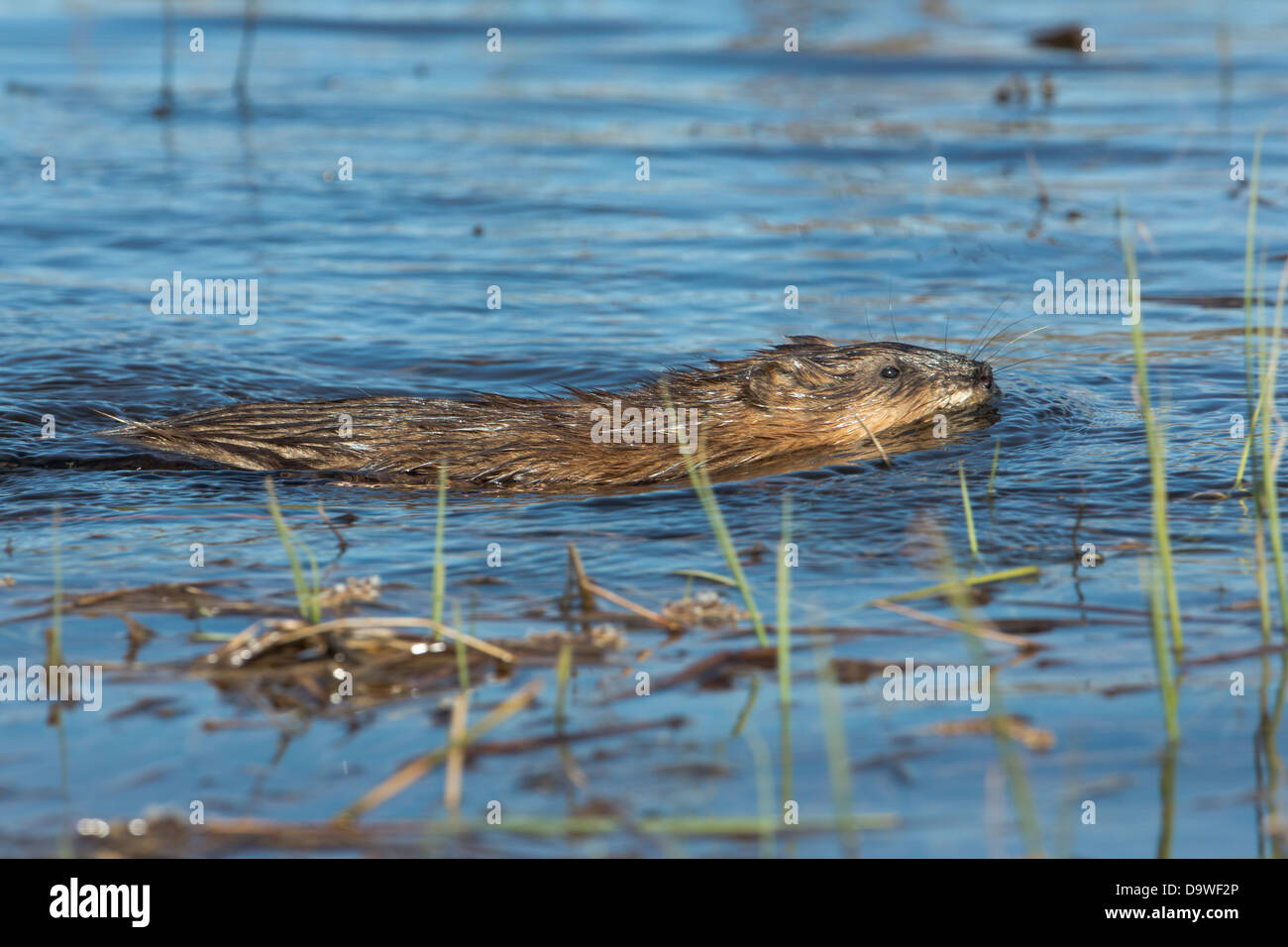Cute muskrat hi-res stock photography and images - Alamy