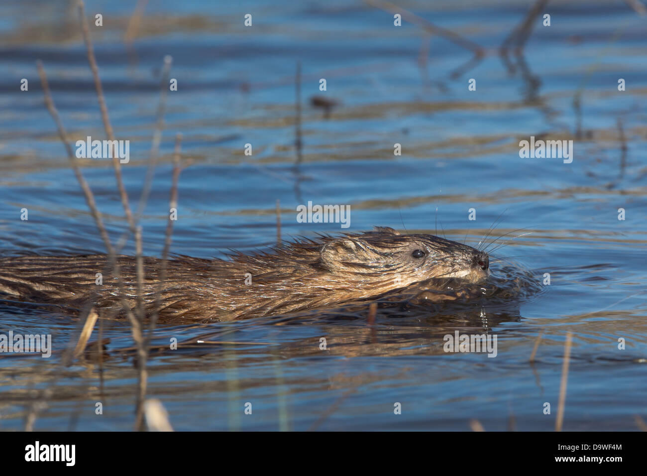 Cute muskrat hi-res stock photography and images - Alamy