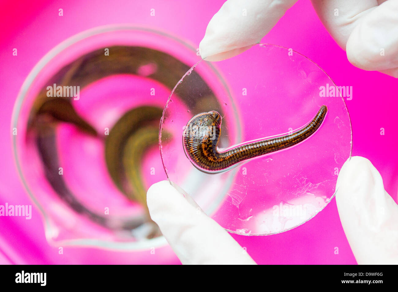 Hirudo Medicinalis Microscope