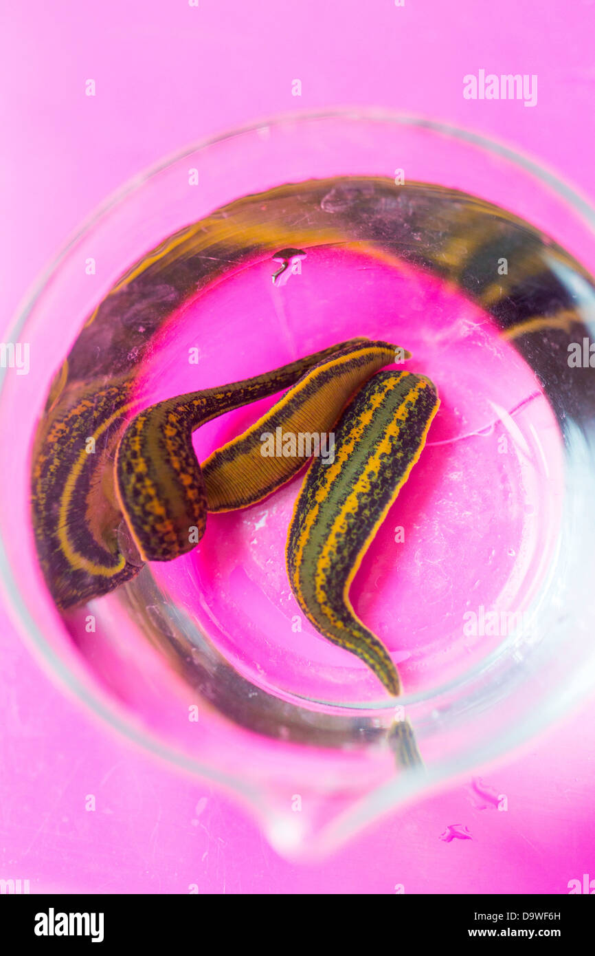 Hirudo Medicinalis Microscope