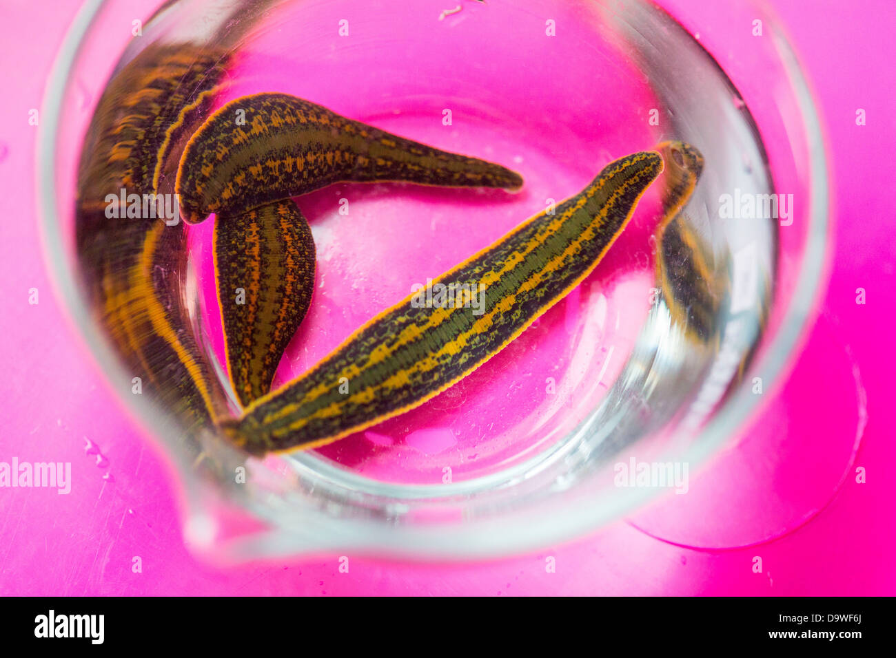 Medicinal leech Hirudo medicinalis Stock Photo - Alamy