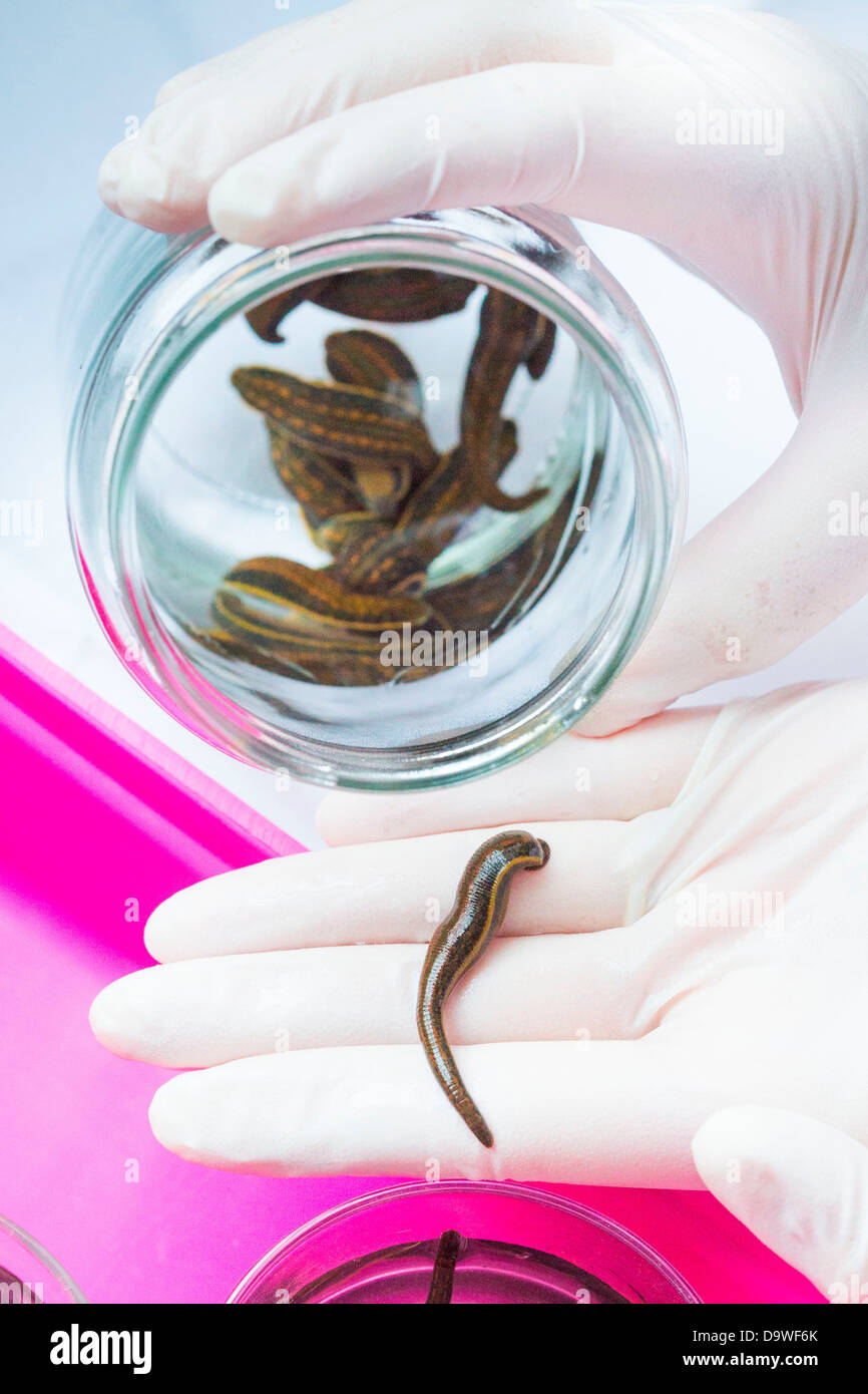 Medicinal leech Hirudo medicinalis Stock Photo - Alamy