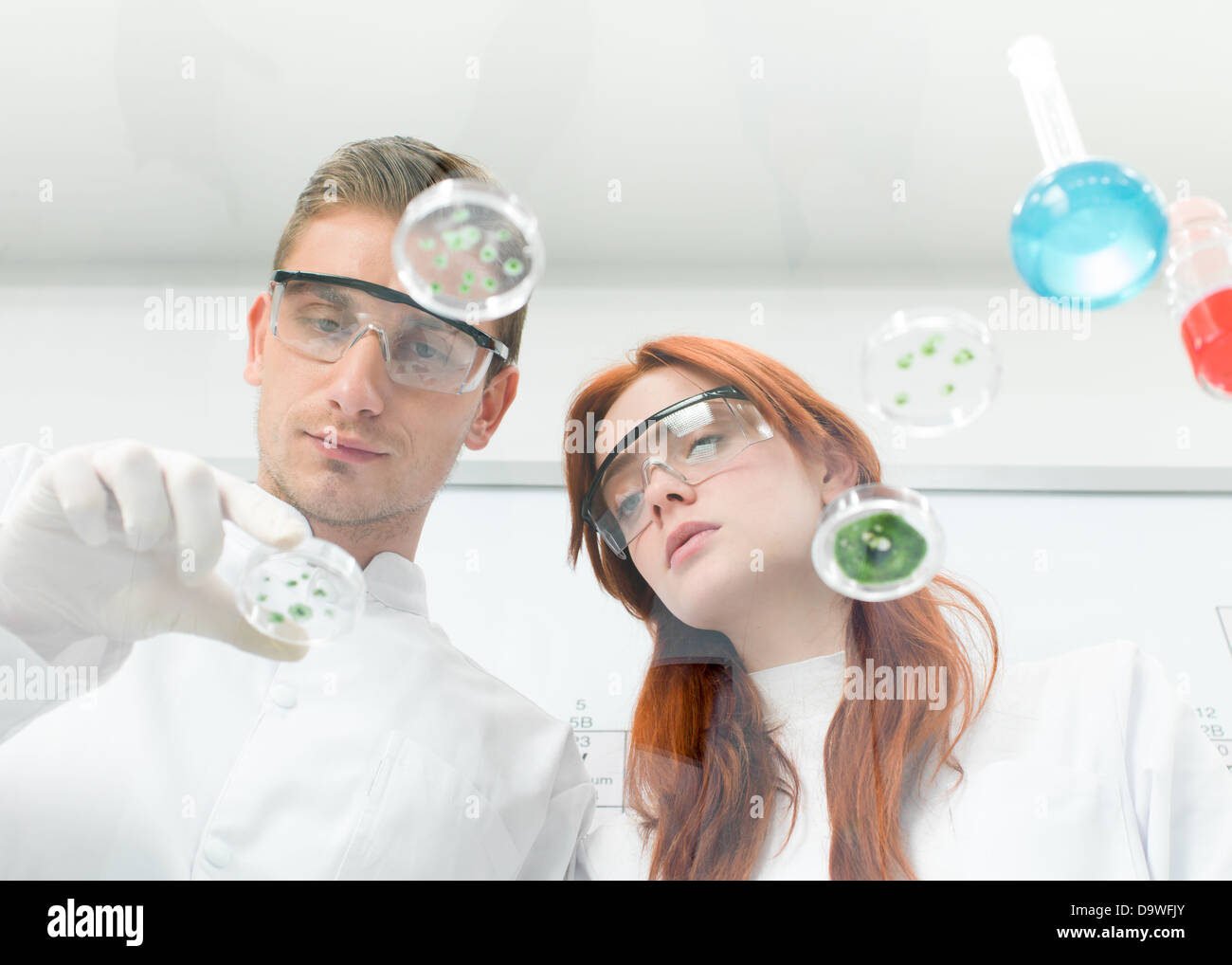 close-up of two caucasian scientists analysing samples from petri ...