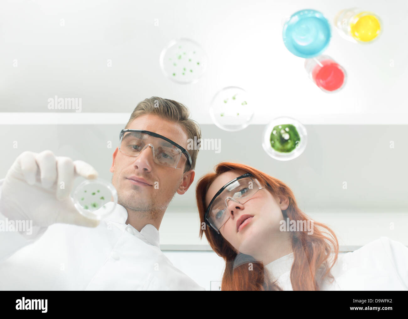 Scientist observing petri dish hi-res stock photography and images - Alamy