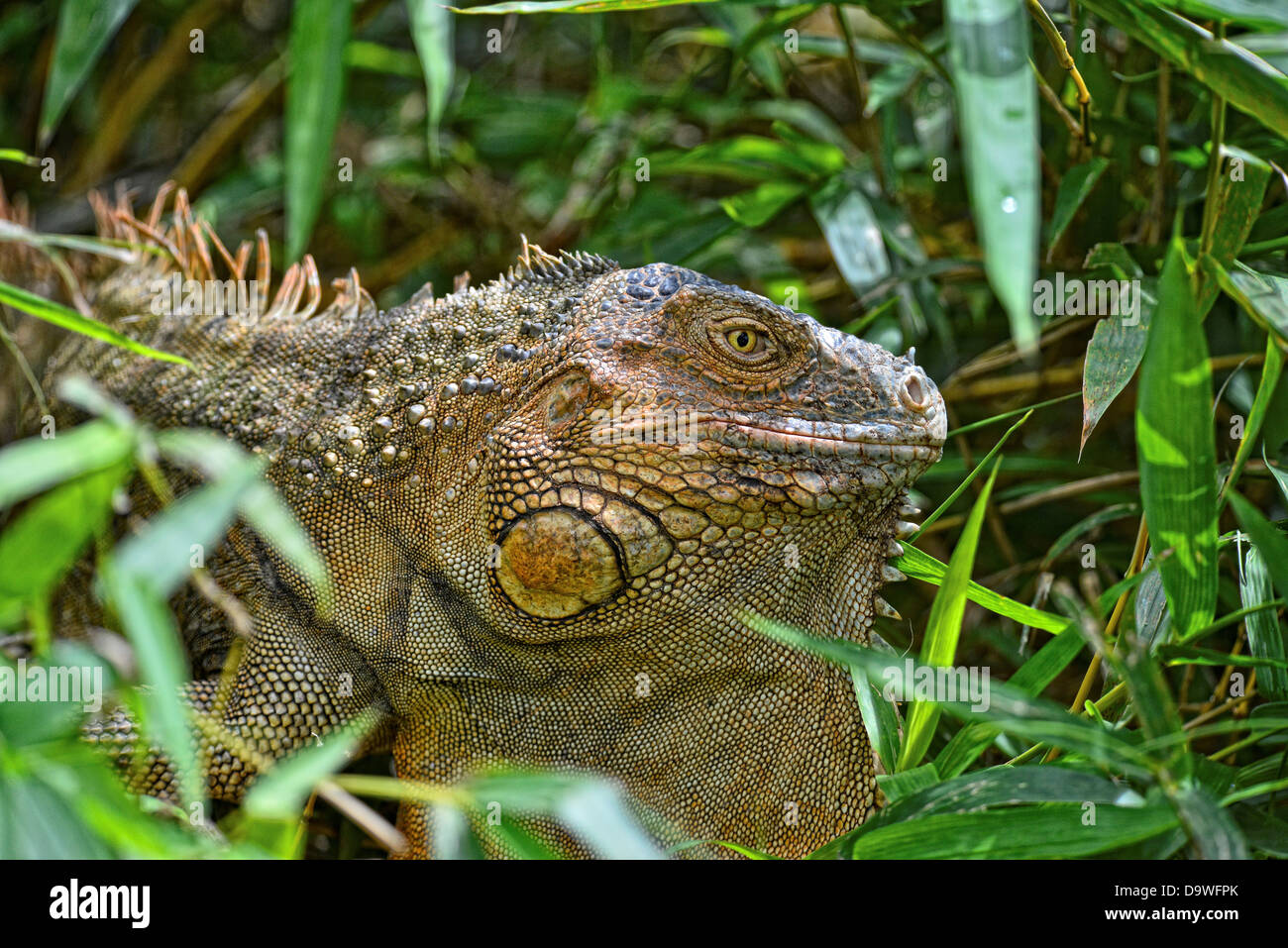 Costa Rica, Green iguana (iguana iguana Stock Photo - Alamy