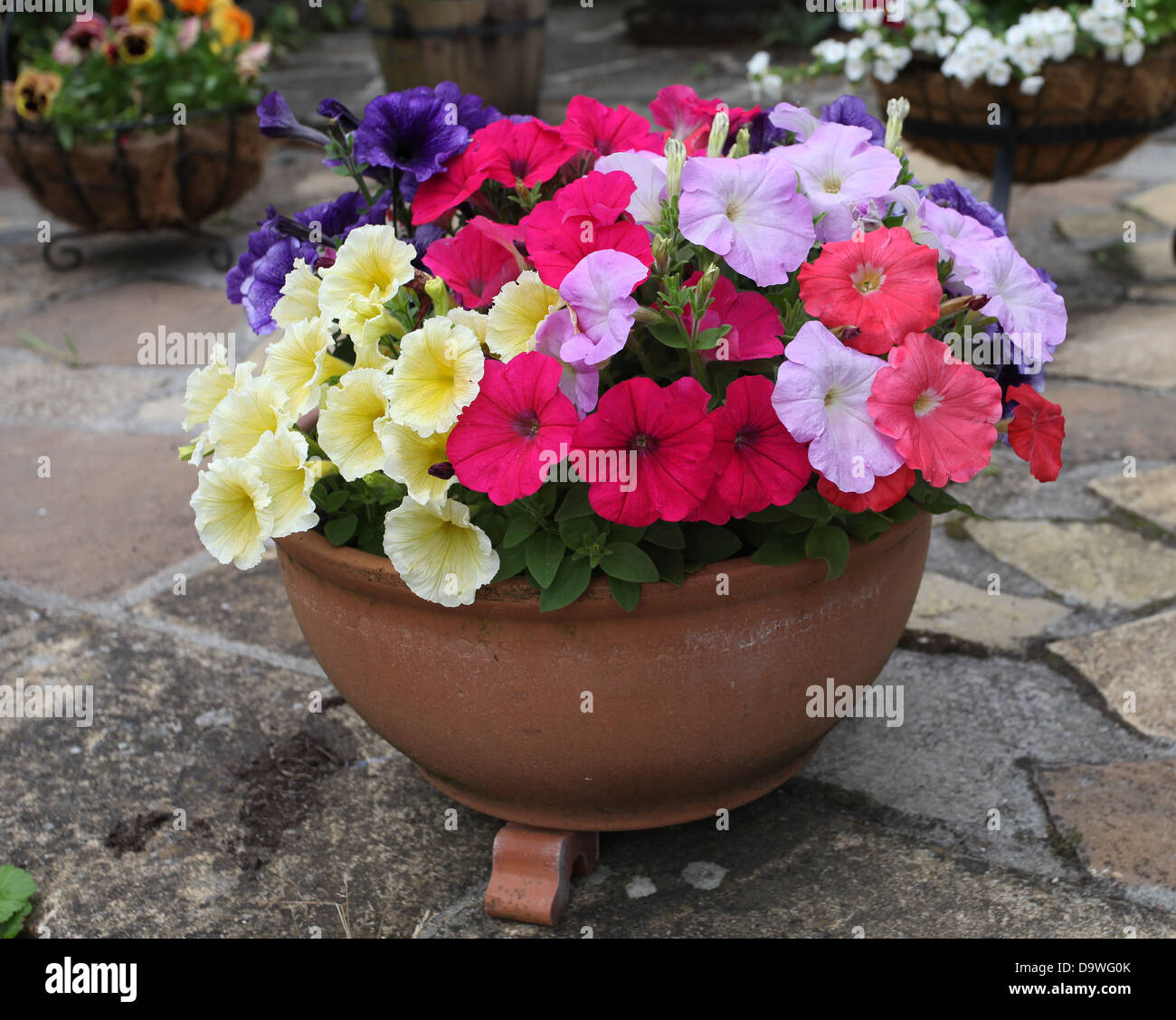 Mixed flowers mixture plants hi-res stock photography and images - Alamy