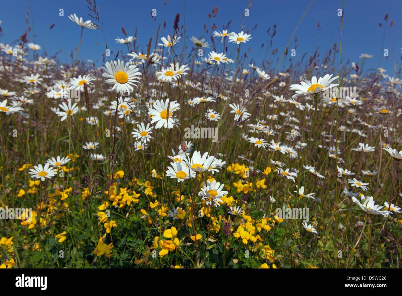 Meadow trefoil hi-res stock photography and images - Alamy