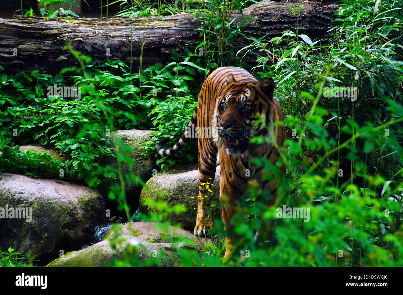 A male Tiger photographed in Wilhelma the Zoo of the city of Stuttgart ...