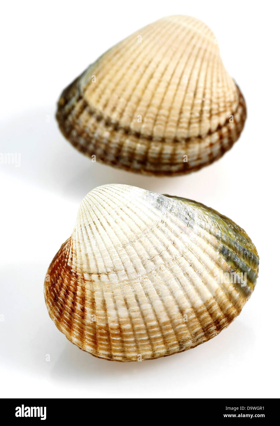 Common cockle cerastoderma edule Cut Out Stock Images & Pictures - Alamy