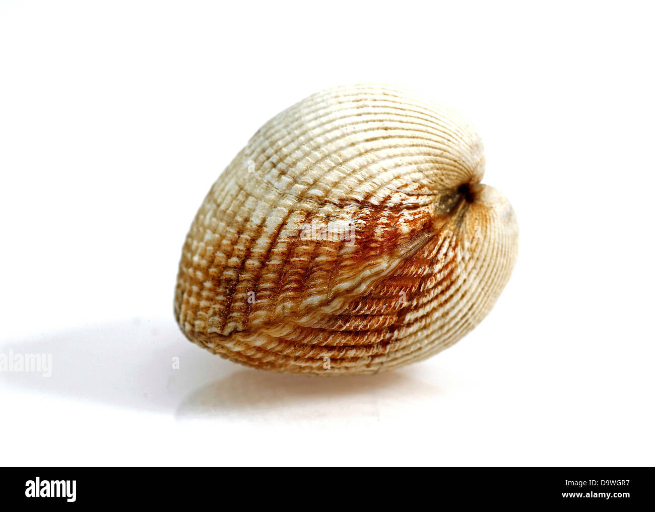 Studio shot of Common Cockle ( cerastoderma edule Stock Photo - Alamy
