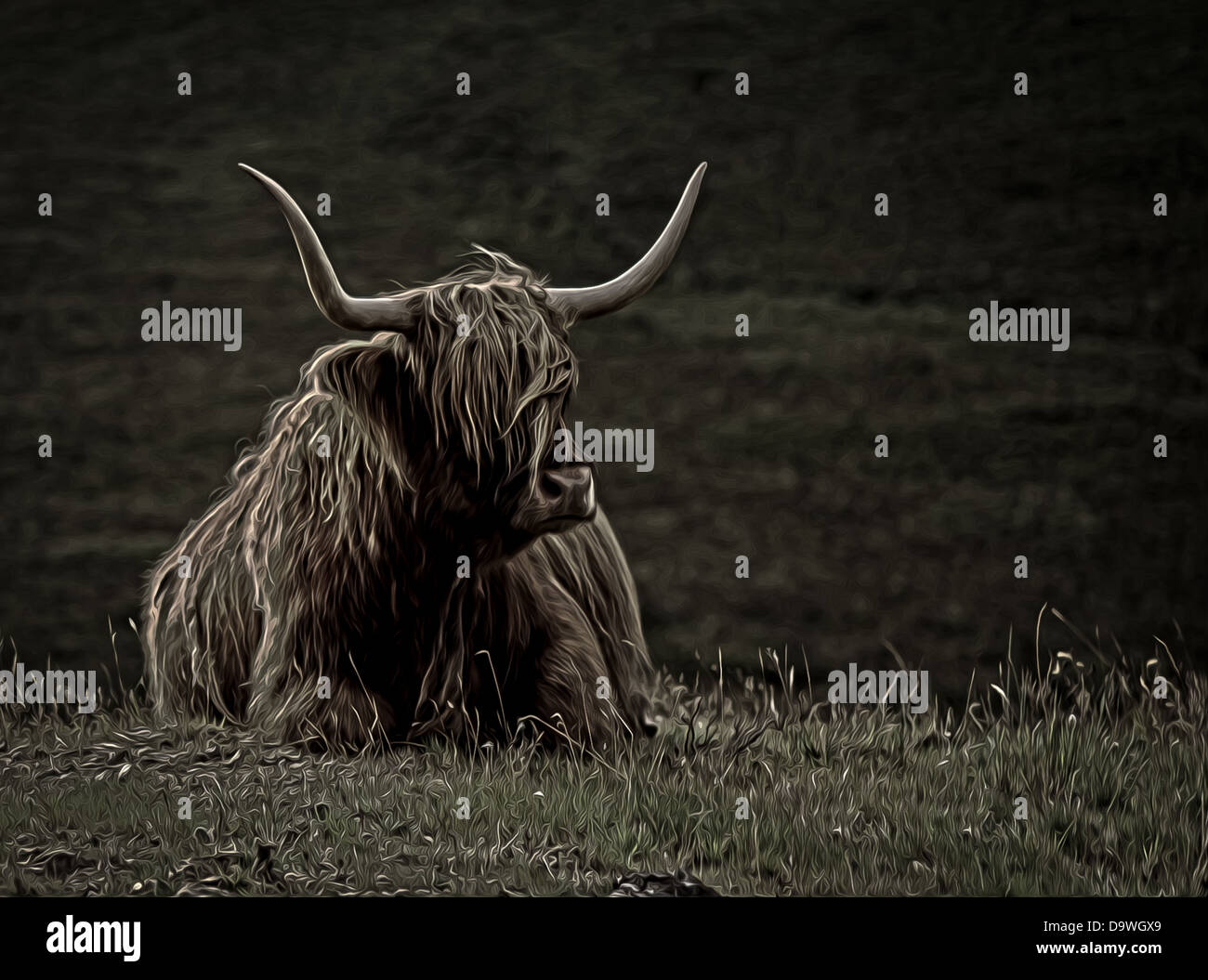 British highland cow hi-res stock photography and images - Alamy