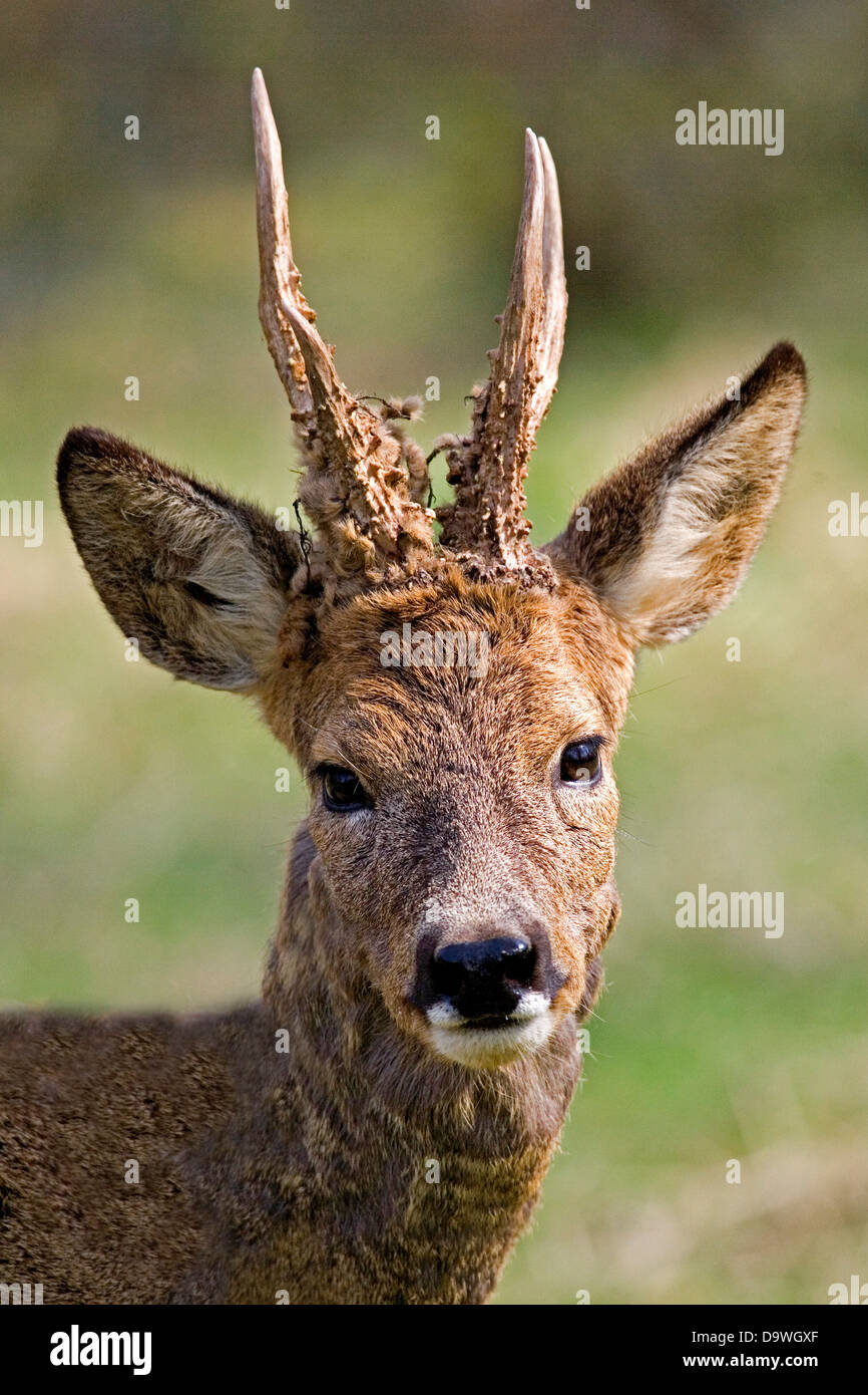 France, Normandy, Roe Deer (Capreolus capreolus Stock Photo - Alamy