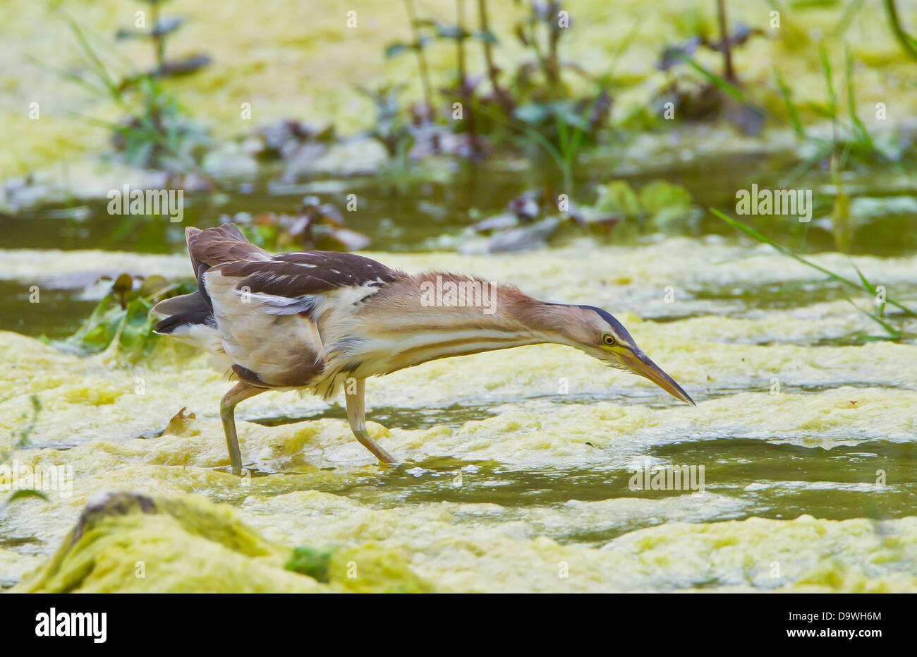 Little bittern feeding hi-res stock photography and images - Alamy