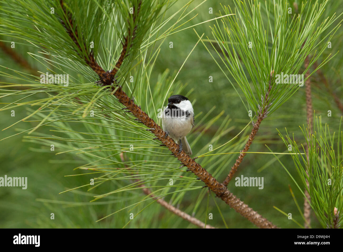 Black-capped chickadee in a red pine tree Stock Photo - Alamy