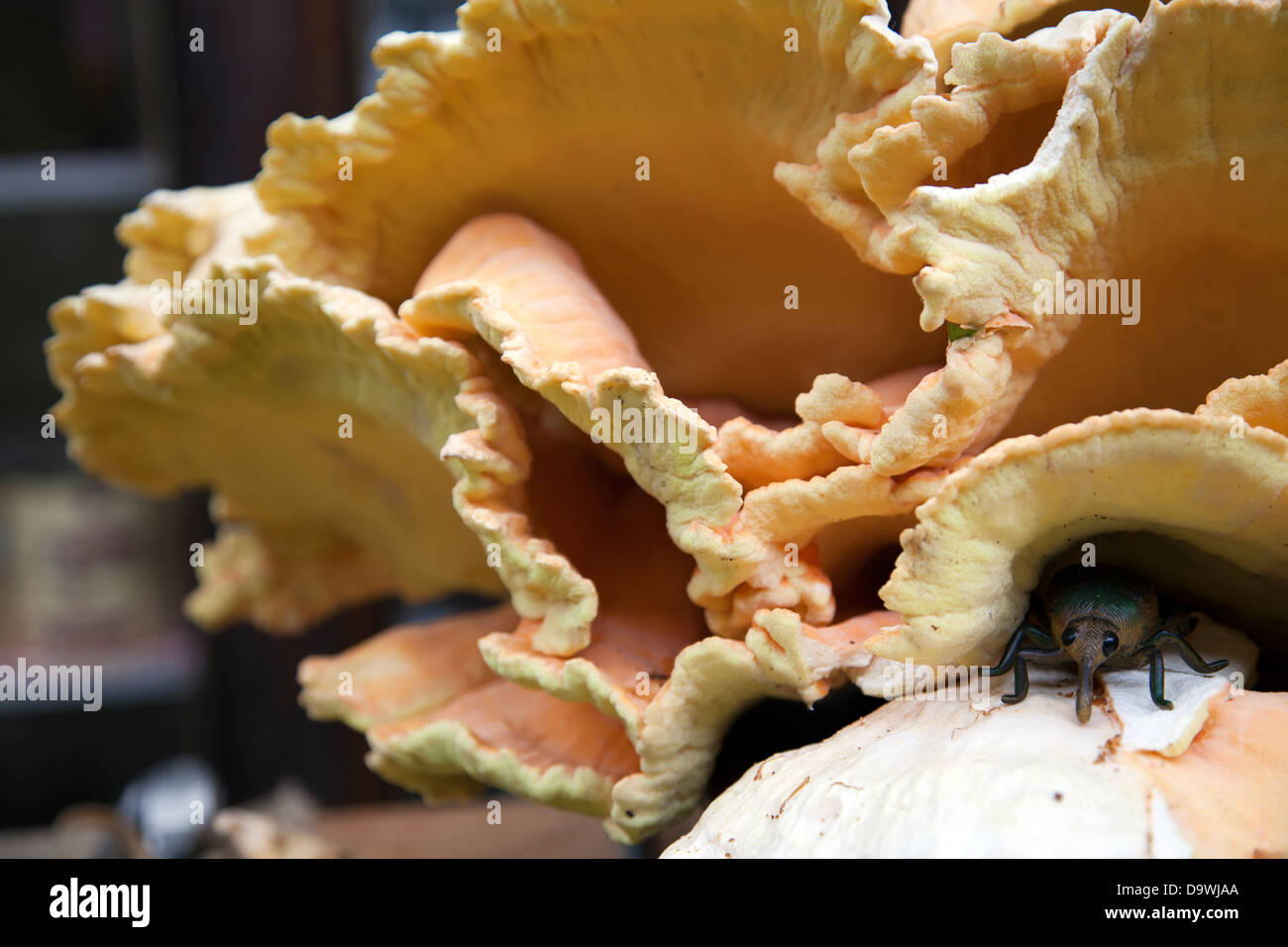 Borough Market 'Chicken of the Woods' Fungus for sale with Plastic ...