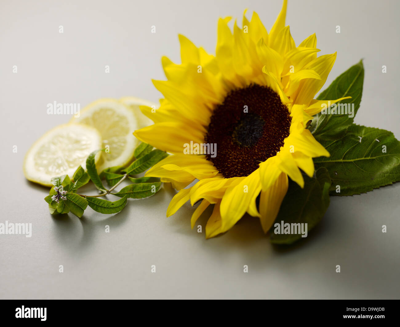 Lemon sunflower hi-res stock photography and images - Alamy