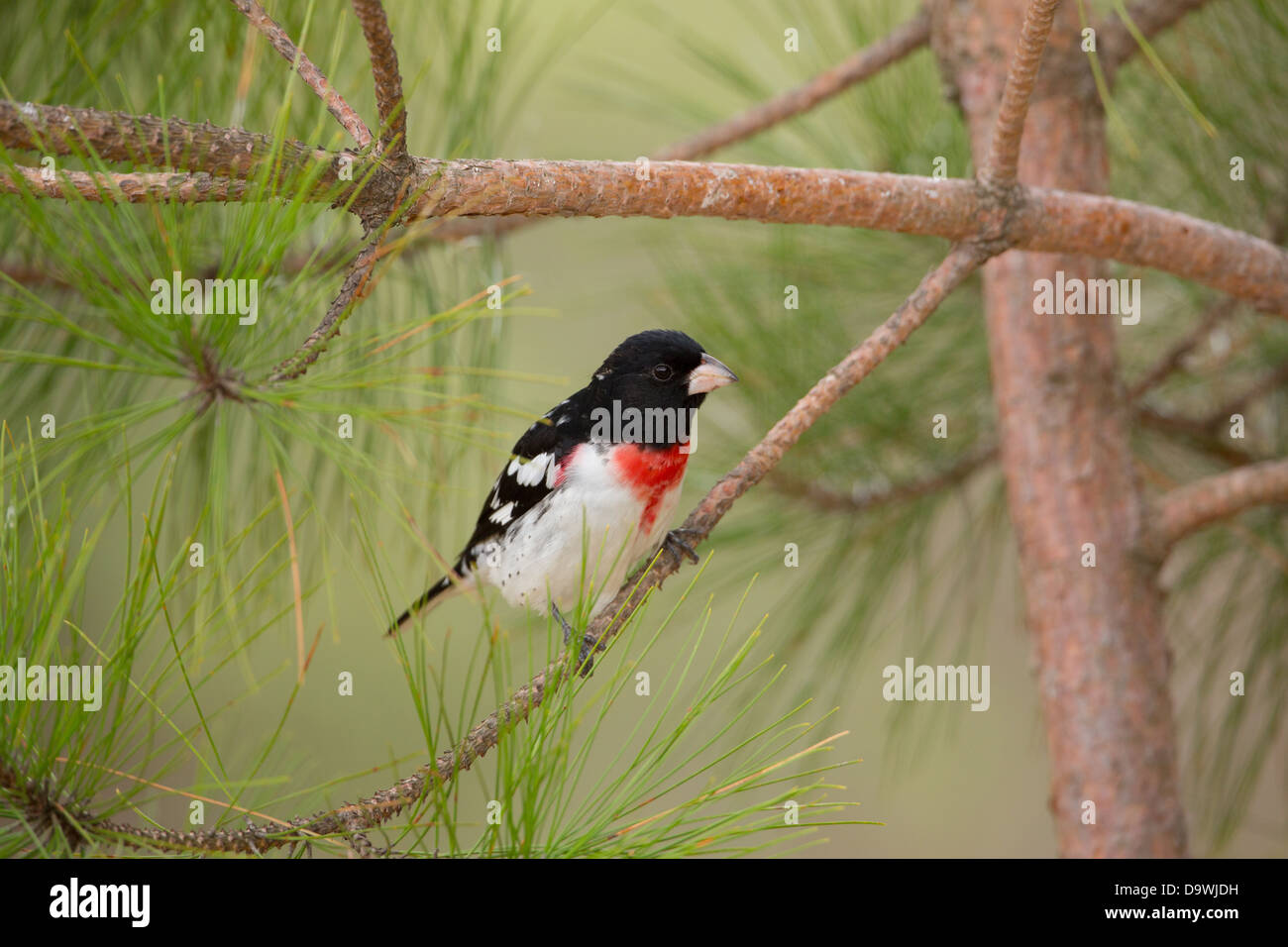 Male Red Breasted Grosbeak In A Red Pine Tree Stock Photo Alamy