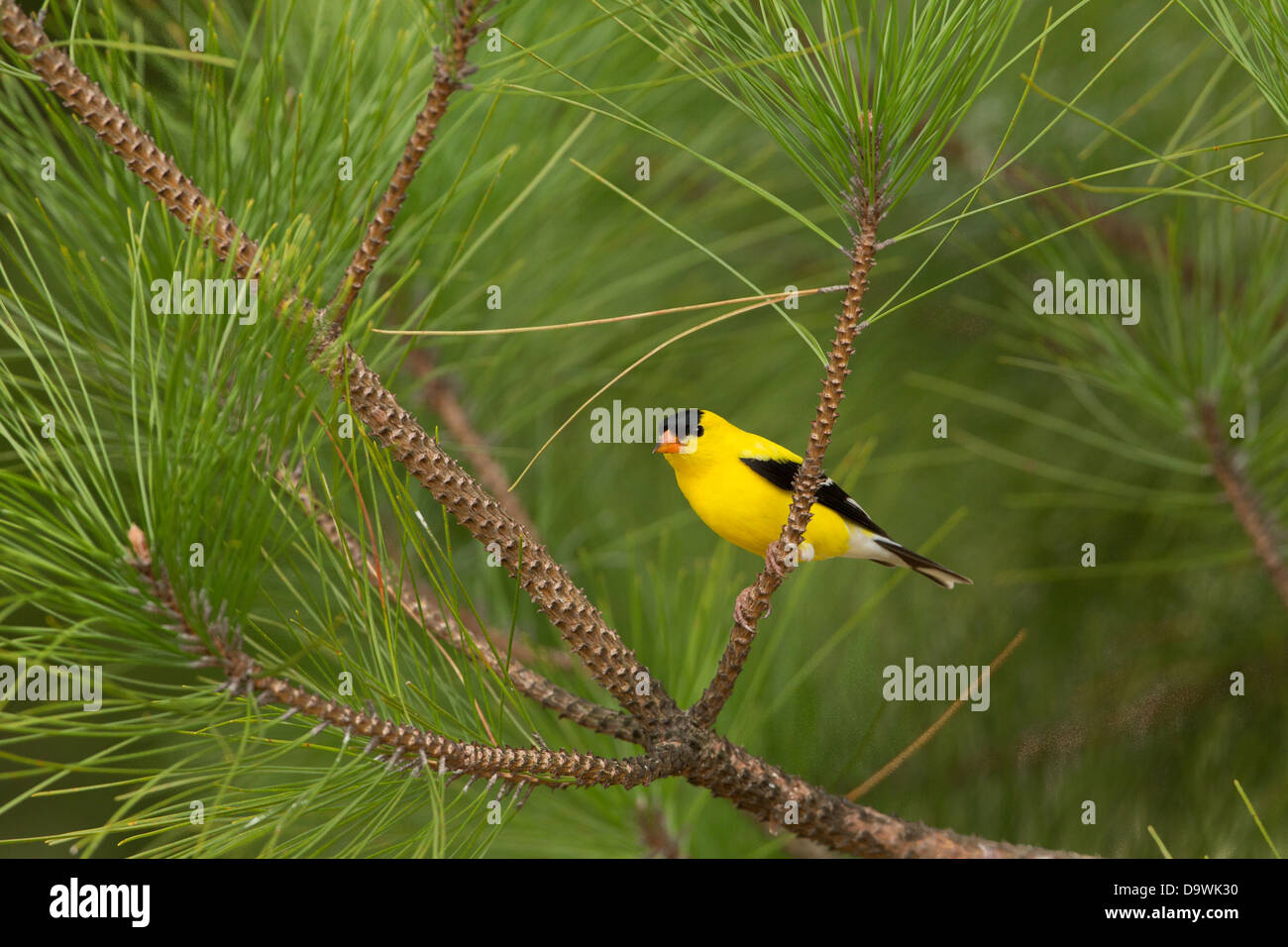 American goldfinch breeding plumage hi-res stock photography and images ...
