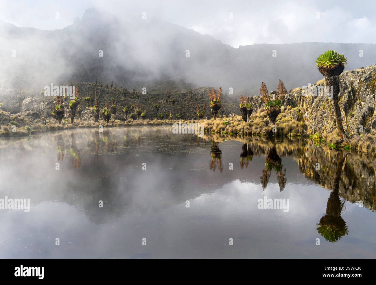 Africa kenya giant groundsel giant hi-res stock photography and images ...