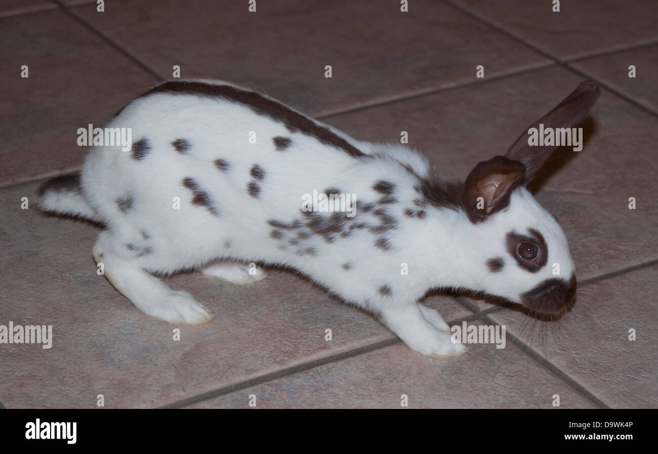 English spot rabbit hi-res stock photography and images - Alamy