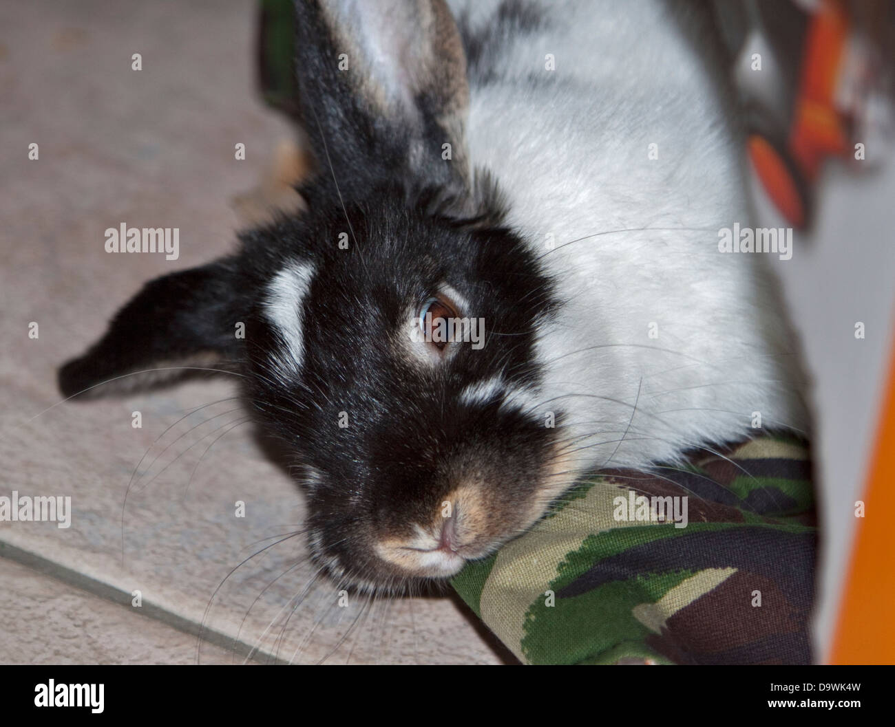 Black and white lop eared rabbit hi-res stock photography and images ...