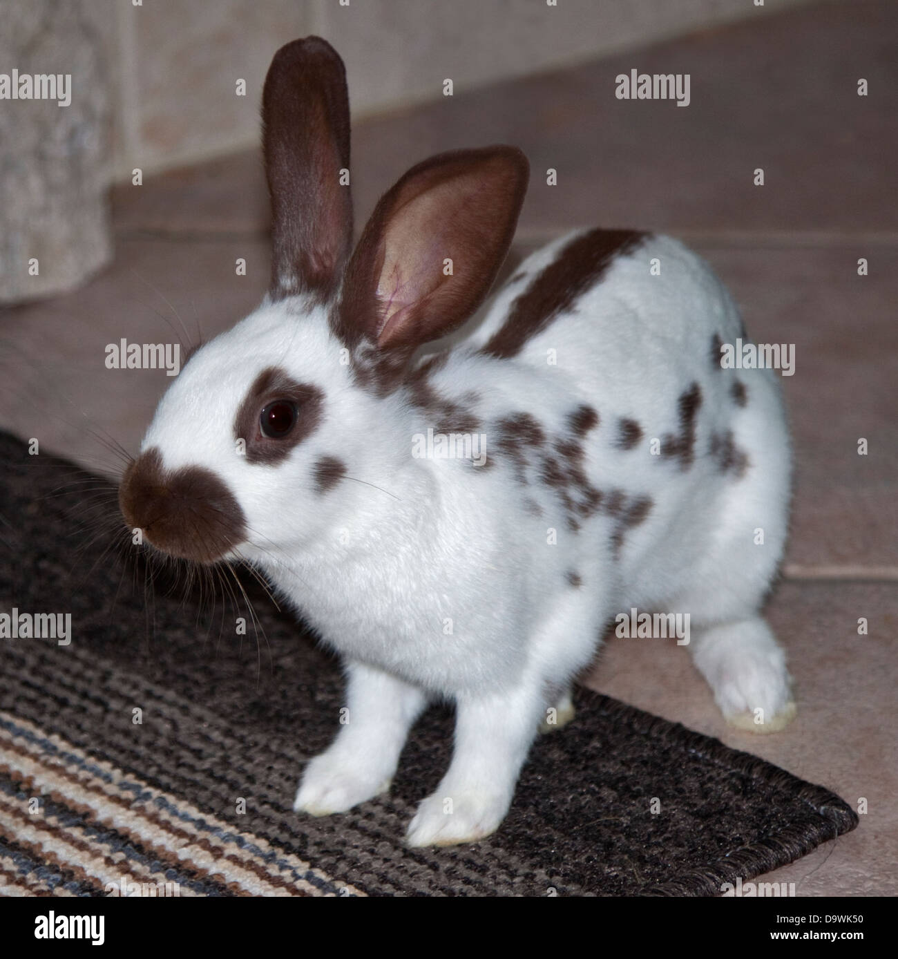 English Spot Rabbit Chocolate