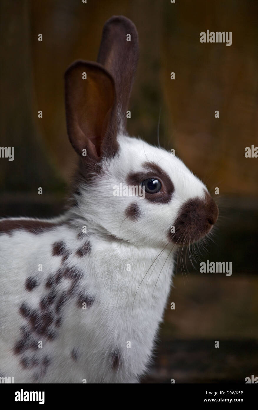 English Spot Rabbit Chocolate