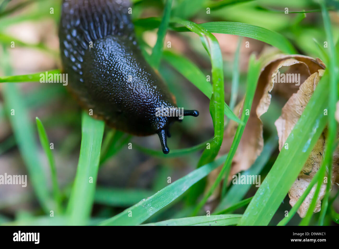 Black Slug, Close Up Stock Photo - Alamy