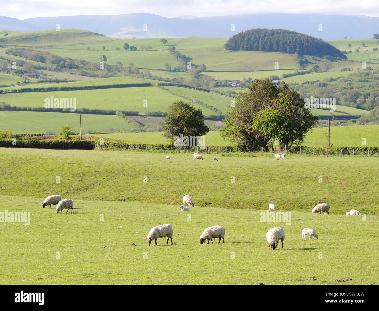 Sheep farm hi-res stock photography and images - Alamy
