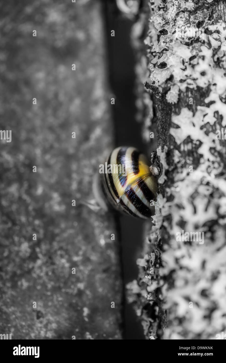 A Little Flash Of Colour Stock Photo - Alamy