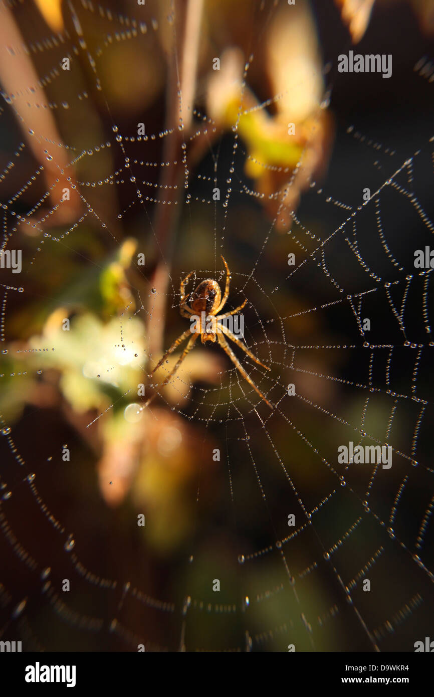 Spider in its Web Stock Photo - Alamy