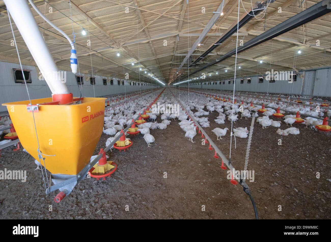 Automatic chicken feeding system in a free roaming coop Photograpjed in ...