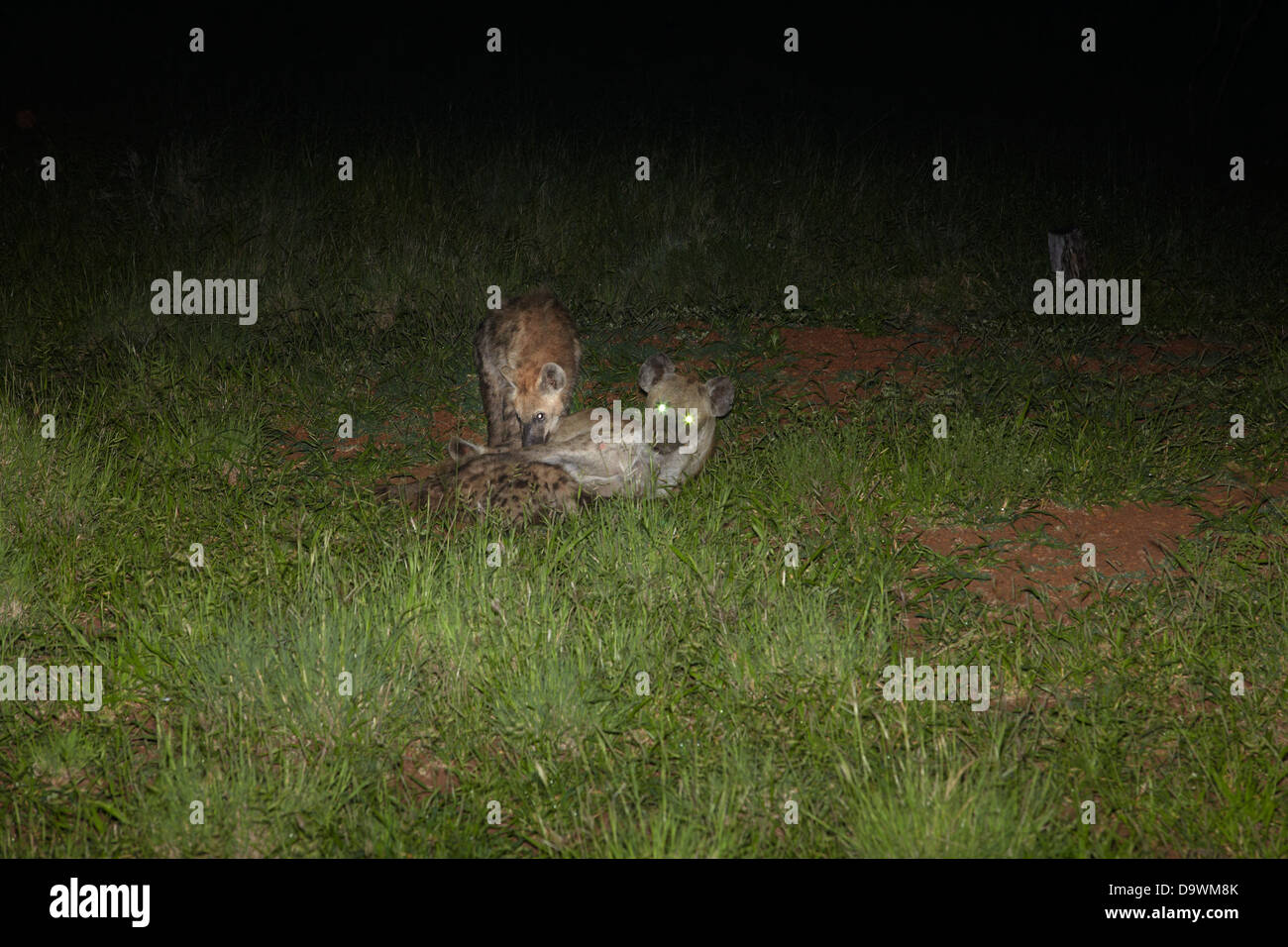 Cackle hi-res stock photography and images - Alamy