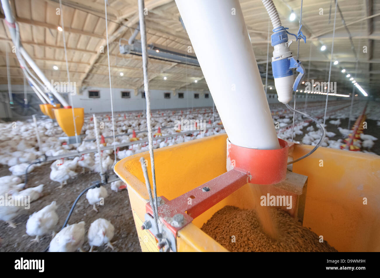Automatic chicken feeding system in a free roaming coop Photograpjed in ...