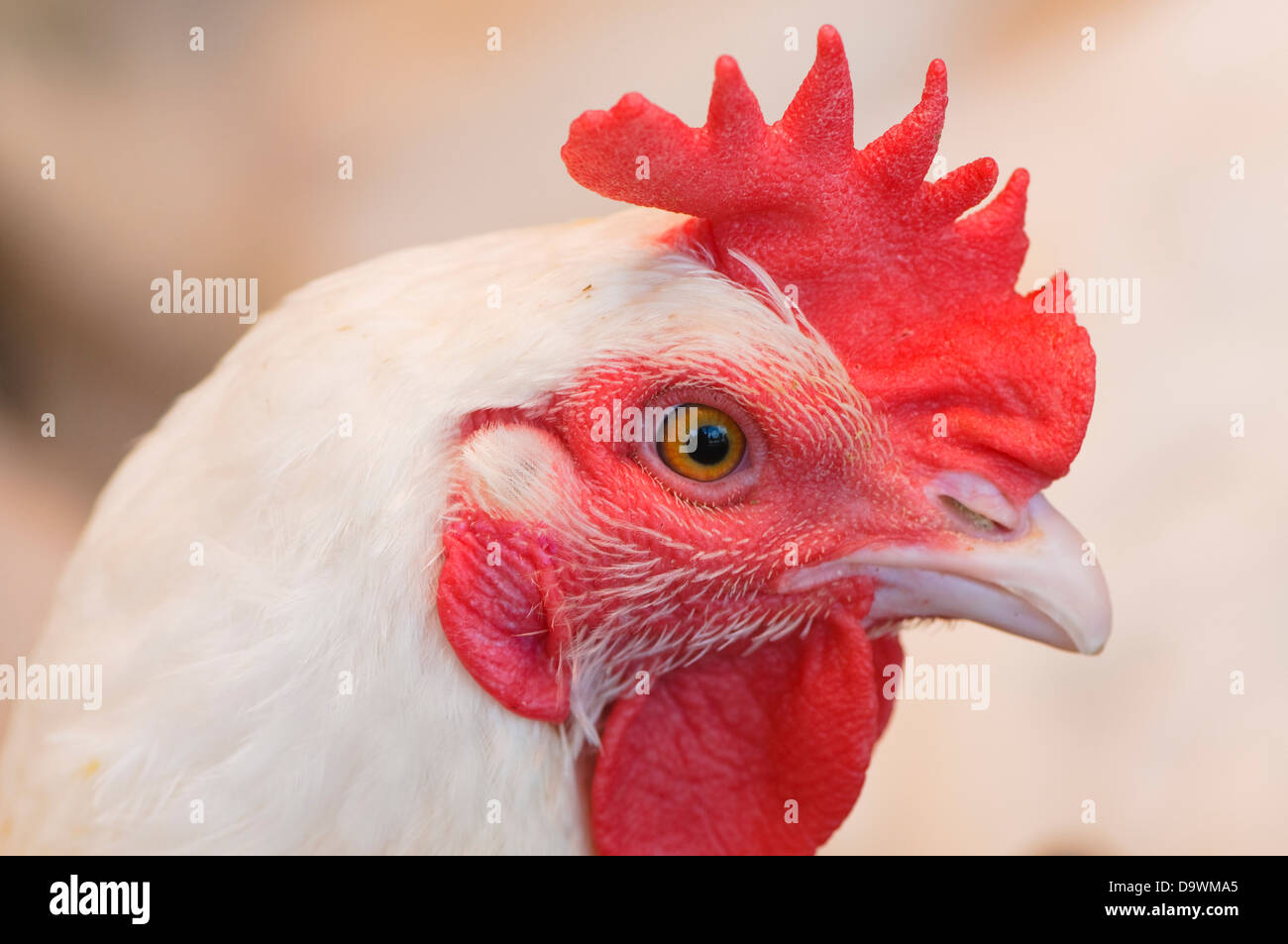 White Rooster with red crest Stock Photo - Alamy