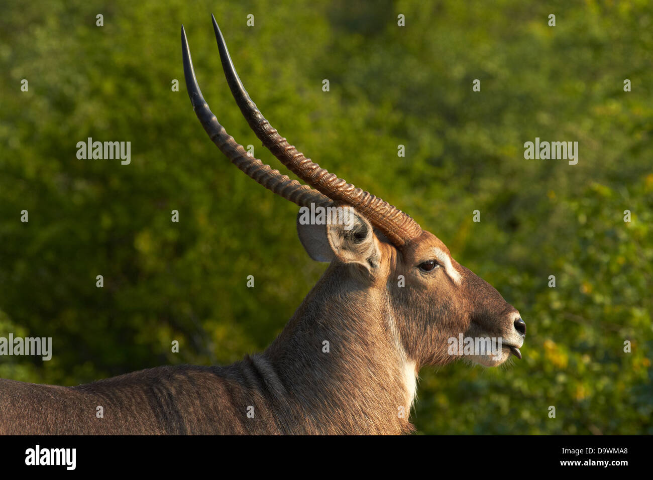 Ellipsen Waterbucks High Resolution Stock Photography and Images - Alamy