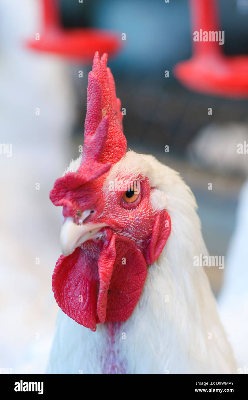 White Rooster with red crest Stock Photo - Alamy