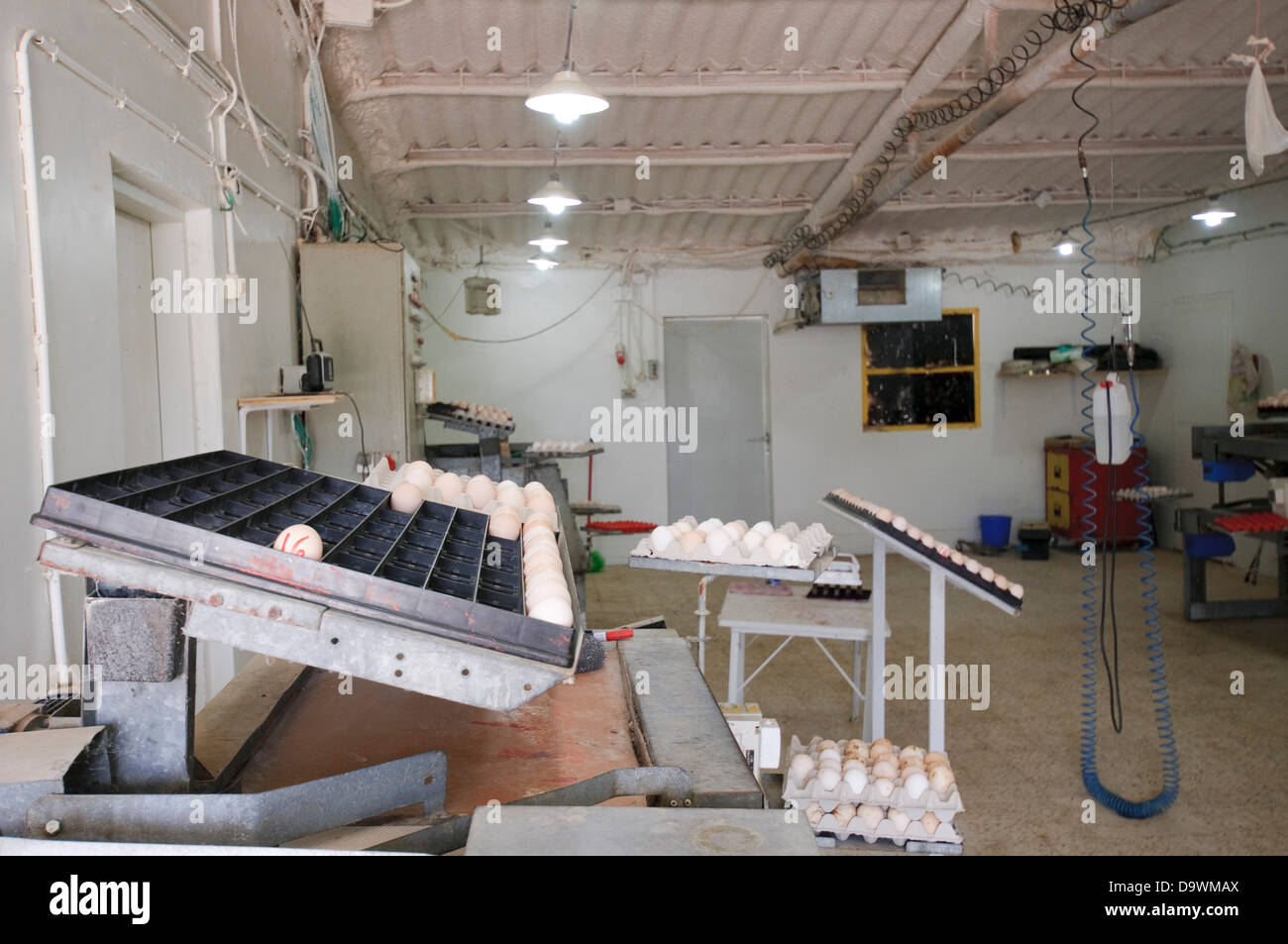 Poultry breeding farm. Eggs are inspected before incubation Stock Photo ...
