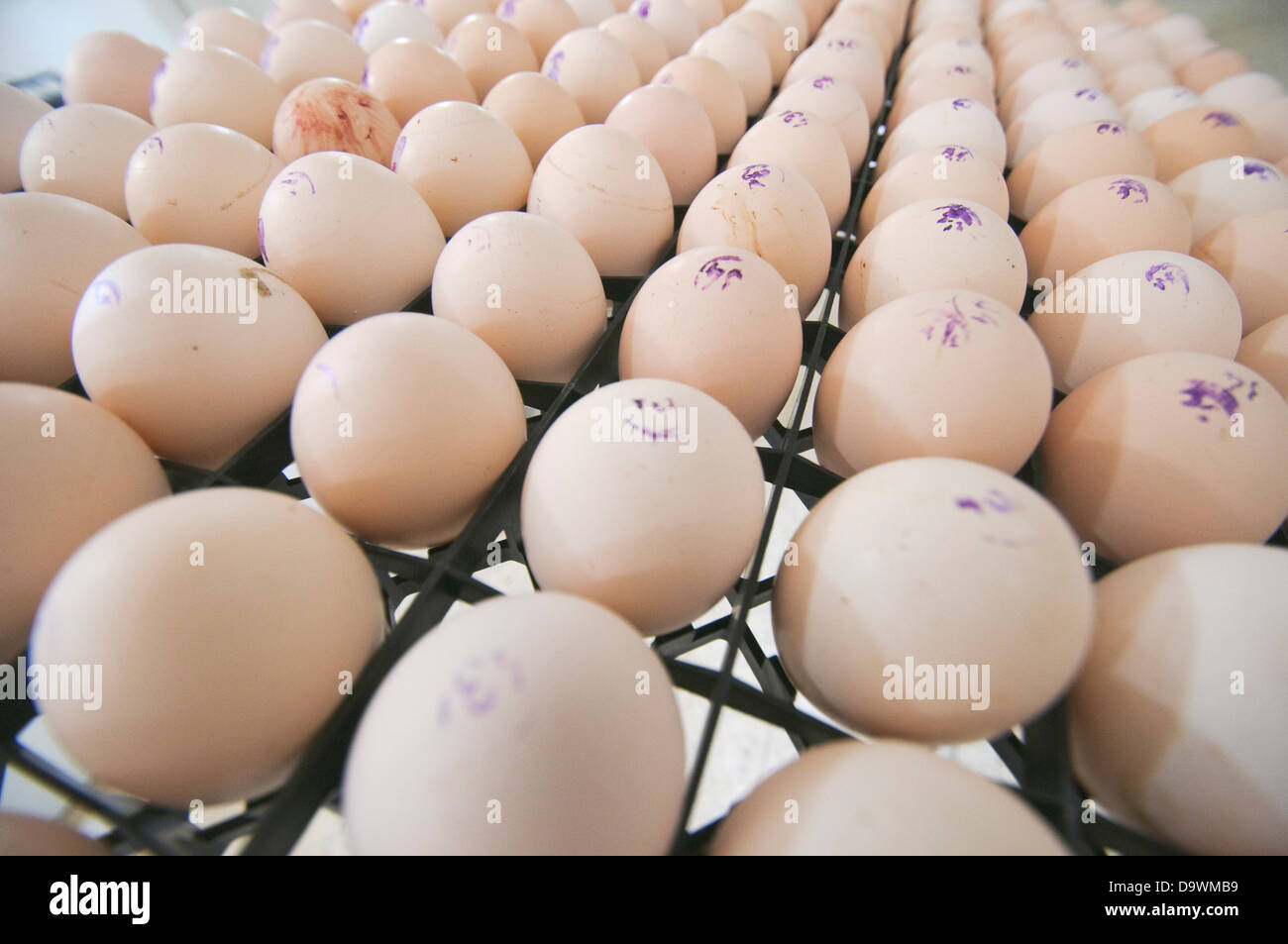 Poultry breeding farm. Eggs are inspected before incubation Stock Photo ... Poultry breeding farm. Eggs are inspected before incubation Stock Photo ...