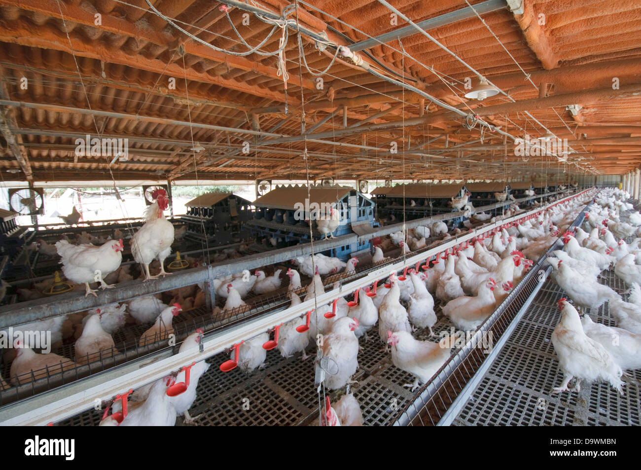 Poultry breeding farm. Hens and Roosters in a coop. Photographed in ...