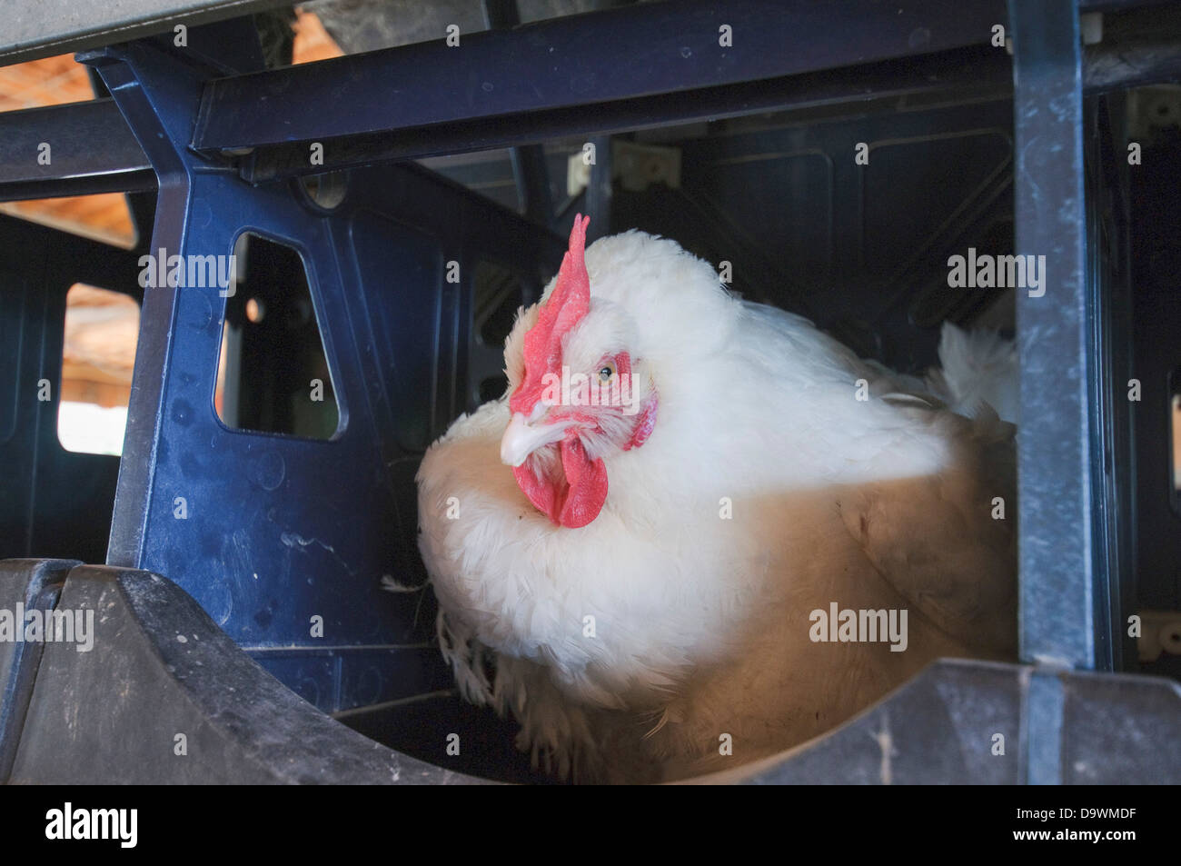 Battery Hens High Resolution Stock Photography and Images - Alamy