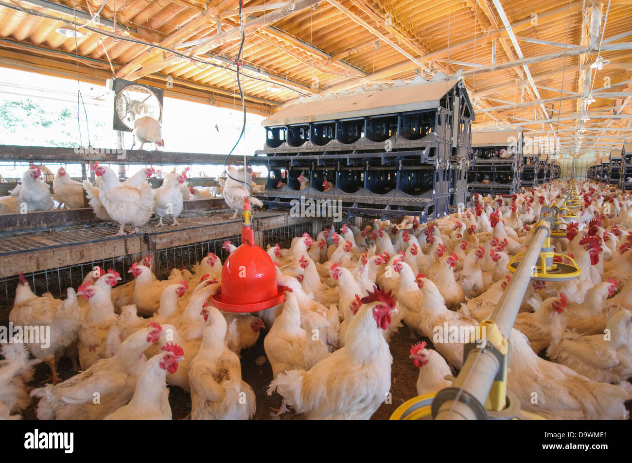 Poultry breeding farm. Hens and Roosters in a coop. Photographed in ...