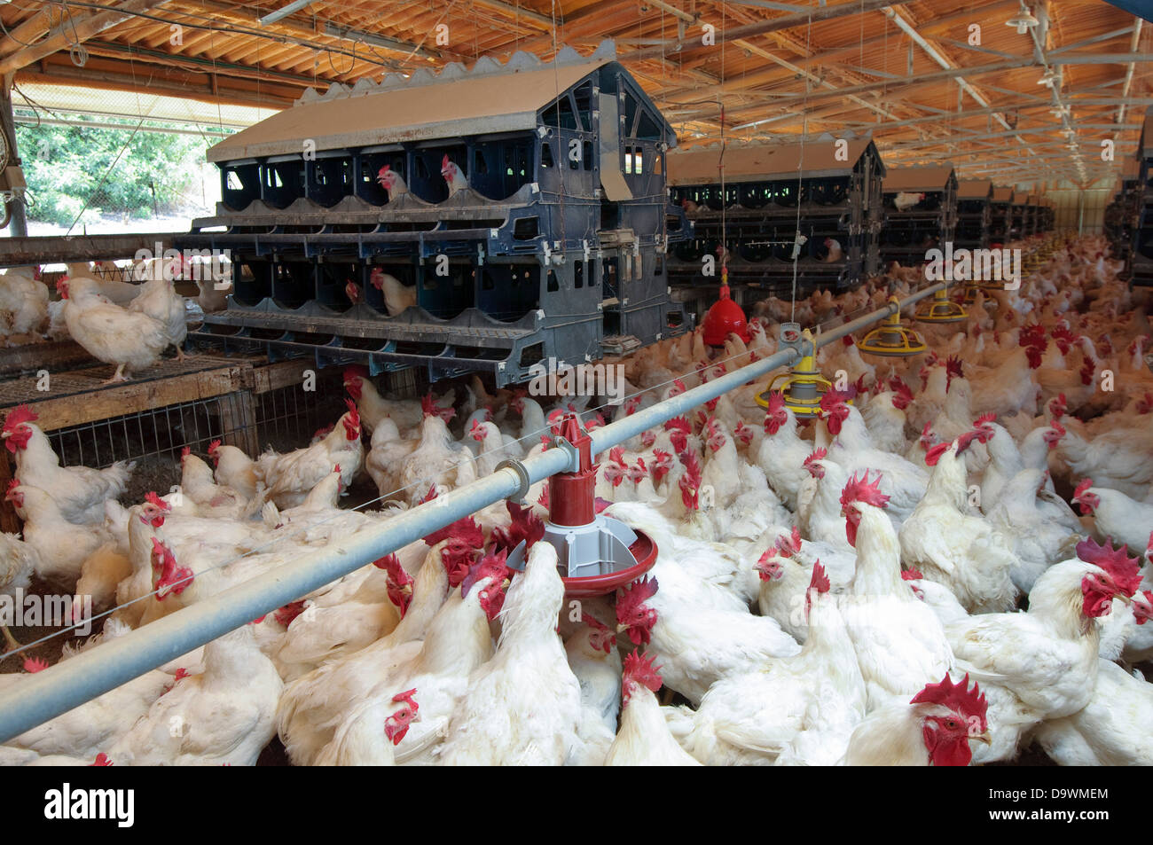 Poultry breeding farm. Hens and Roosters in a coop. Photographed in ...